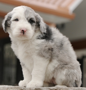 Sheepadoodle Puppies For Sale | Sheepadoodle Puppies Missouri
